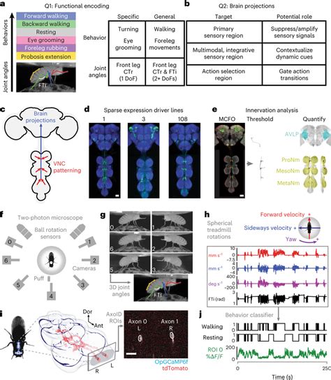 large scale functional and morphological screen of an movement encoding