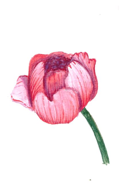 Download Flower Button Nature Royalty Free Stock Illustration Image Pixabay