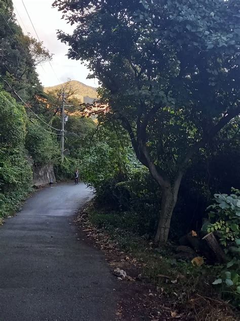 兵庫県宝塚市m様邸宅の山林の枯れ木の伐採をしました！京都みなみ園 ブログ 京都で植木屋なら経験豊富な京都植木屋本舗みなみ園