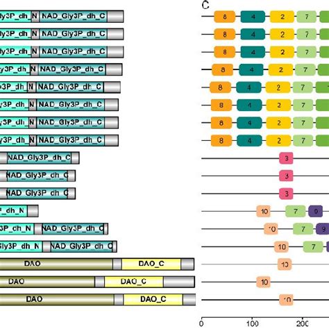 Phylogenetic Relationships A Schematic Representation Of Conserved Download Scientific