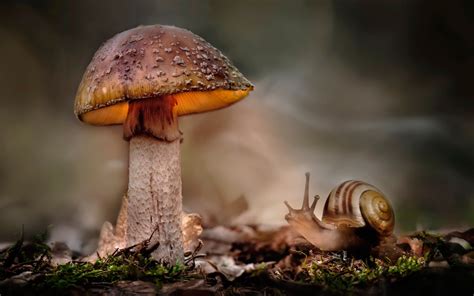 배경 화면 버섯과 달팽이 1920x1200 그림 이미지