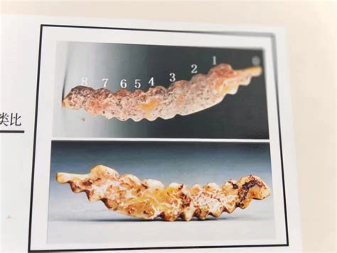 行走河南·品读中原文化 访河洛古国遗址 寻华夏文明源头——中原学研究院巩义行中原文化考察之一 黄河科技学院