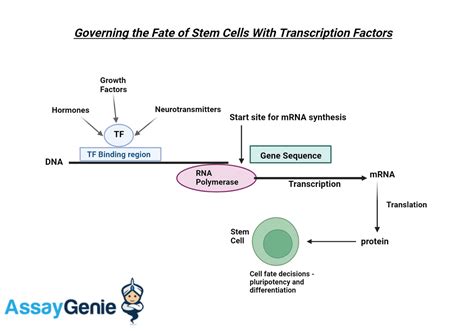 Governing The Fate Of Stem Cells With Transcription Factors Assay Genie
