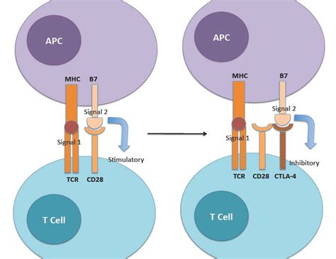 The Physiologic Role Of CTLA 4 Is To Regulate The Amplitude Of The