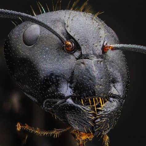 A DIFFERENT Close Up Of Ants Face R Oddlyterrifying