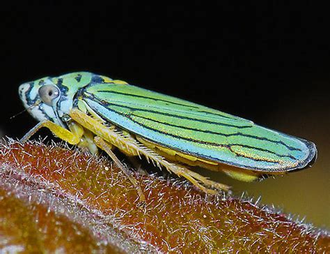Blue Green Sharpshooter Graphocephala Atropunctata Bugguide Net