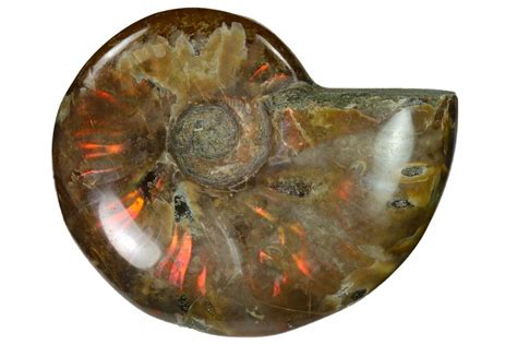 2 25 Red Flash Ammonite Fossil Madagascar 151634 For Sale