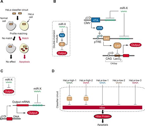 Multi Input Rnai Based Logic Circuit For Identification Of Specific Cancer Cells Science