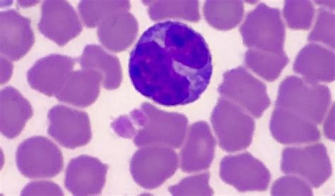 Cell Segmentation Instance Segmentation Dataset And Pre Trained Model