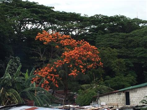 Philippine Flowering Trees