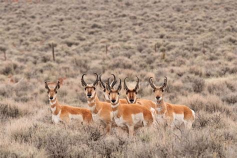 Wildlife In Badlands National Park 8 Animals To Spot National Parks Mom