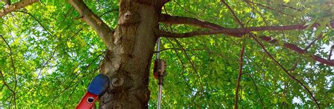 Tree Trimming North Carolina Tree Care South Carolina Schneider Tree