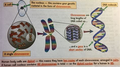 Dna Flashcards Quizlet