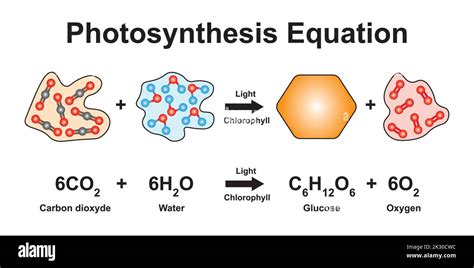Cellular Respiration And Photosynthesis Equation