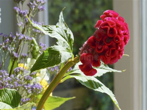 Red Cockscomb Flower In Front Of A Window With Refelctions Various