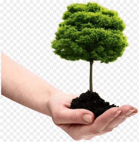 Free Png Save Tree Png Images Transparent Plant A Tree PNG Image With Transparent Background