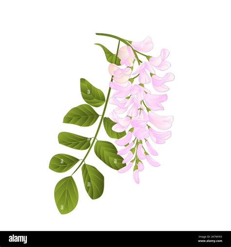 Black Locust Tree Flowers Stock Vector Images Alamy