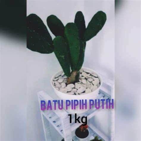 Jual Batu Putih Batu Pipih Batu Koral Batu Taman Batu Aquarium Shopee Indonesia