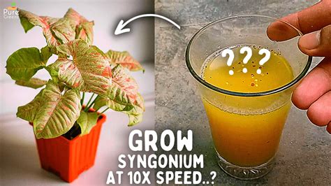 Top 5 Syngonium Plant Care Tips Maximum Growth Pure Greeny