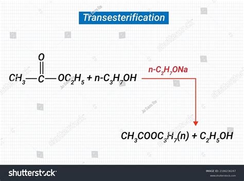 Transesterification Defined Chemical Conversion Process Triglycerides