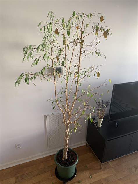 My Ficus Benjamina Benjamin Tree Suddenly Dropped Most Of Its Leaves