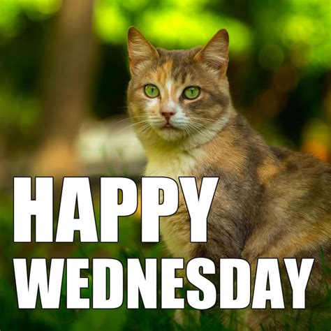 Happy Wednesday Memes