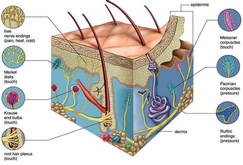 Receptors Tegumentar Sistema Tegumentar Anatomia Da Pele