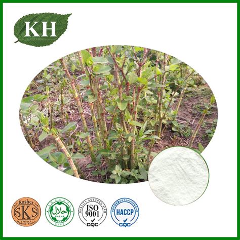 Health Supplement Polygonum Cuspidatum Extract Polydatin 98 Polygonum Cuspidatum Extract And