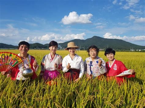 강화들판의 황금물결~ 익어가는 벼들을 바라보며 한국인들의 주식인 한국푸드코디네이터협회kfca