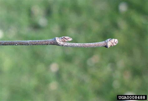 Arkansas Tree Database American Elm
