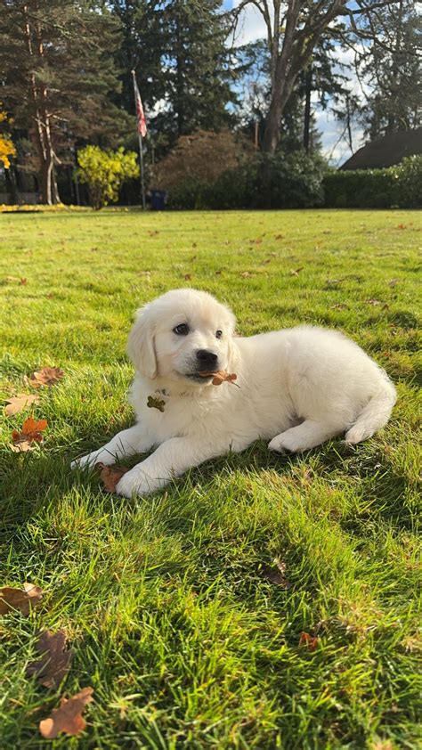I Love Crunchy Leaves 🍂 R Aww