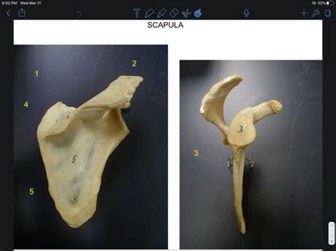 Lab 3 Lab PPT Label Flashcards Quizlet