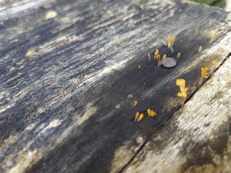 58 Chitin Cell Fungi Royalty Free Photos And Stock Images Shutterstock