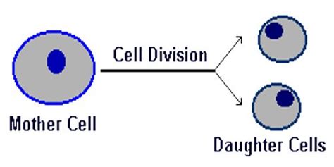 Cell Division Definition In Living Body QS Study