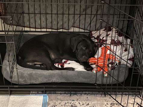 We Cant Figure Out If Hes A Black Lab Or A Chocolate Lab But Meet Ranger Rblacklabs