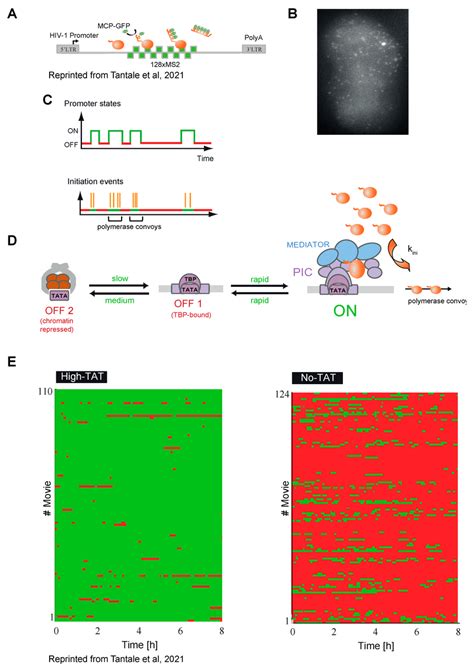 transcriptional bursting of hiv 1 a hiv 1 reporter tagged with 128