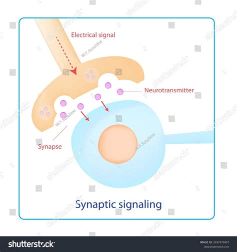 Education Diagram Synaptic Signaling Shows Electrical Stock Illustration 2187275957 Shutterstock