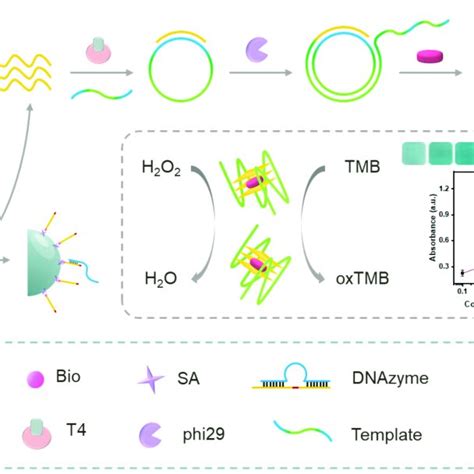 Scheme 1 Schematic Illustration Of The Pb 2 Colorimetric Biosensor Download Scientific Diagram