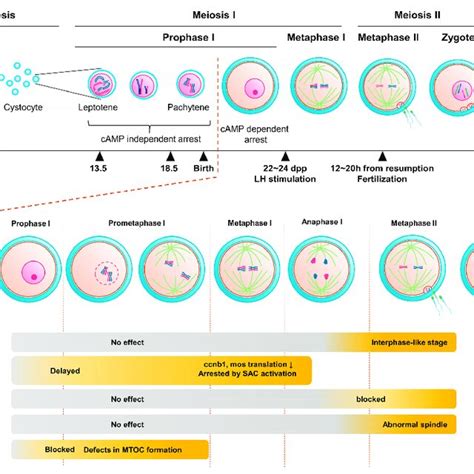 Oocyte Maturation And Impact Of Cyclin Deletion Mouse Oocyte Remains Download Scientific