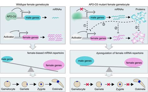 Plasmodium Transcription Repressor AP2O3 Regulates Sexspecific Identity Of Gene Expression In