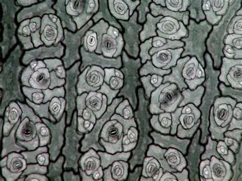 Epidermis Of Sedum Sp Plant Macro Photography By Magdalena Turzanska