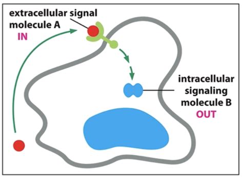 Lecture Cell Signaling Chpt Flashcards Quizlet