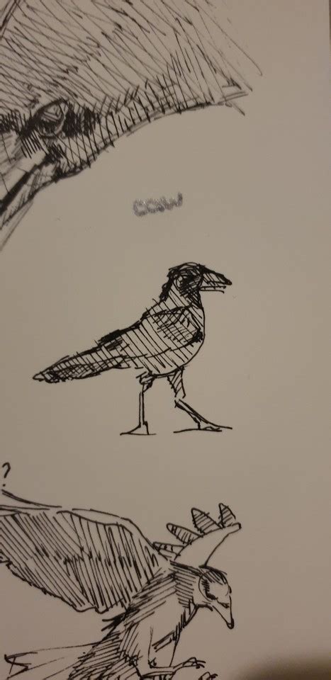 Bird Drawing On Tumblr