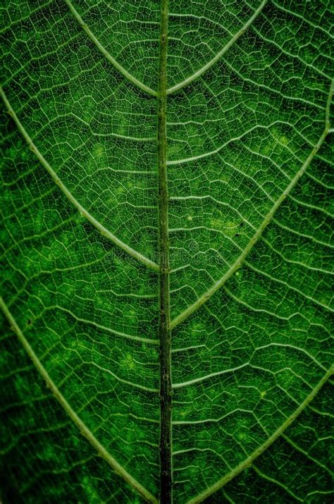 Close Up Of A Large Green Leaf Showcasing Its Intricate Network Of