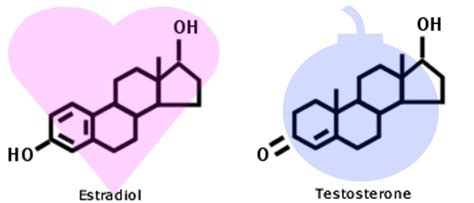 TransFusion Nature Nurture And Hormonal Transition