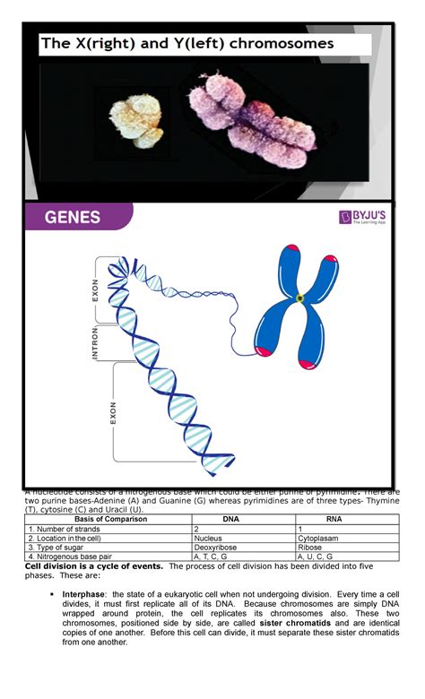 A Nucleotide Consists Of A Nitrogenous Base Which Could Be Either