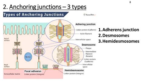 Cell Junctions Types And Plasmodesmata Pdf