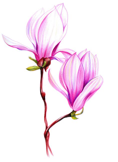 彩铅花卉 堆糖美图壁纸兴趣社区