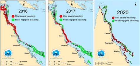 Despite 2021 Being A Good Year For Coral Health Coral In The Great Barrier Reef Has Declined