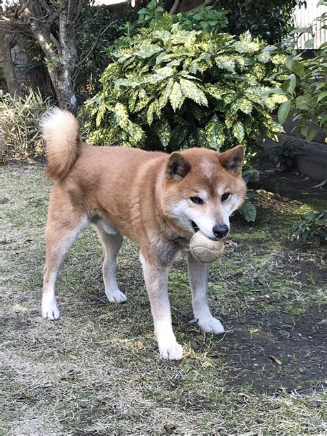 4月8日は 柴の日 寝る柴たたずむ柴見上げる柴とにかく柴犬さんばっかり大集合させてみた 2ページ目 Togetter トゥ